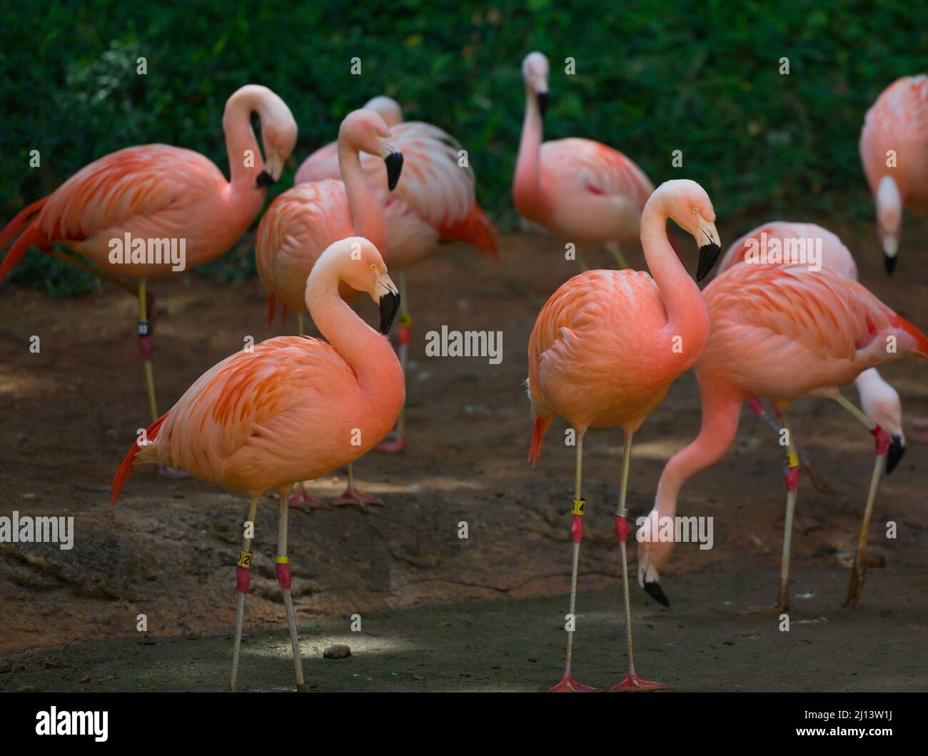 Shot group beautiful flamingos hi-res stock photography and images - Alamy