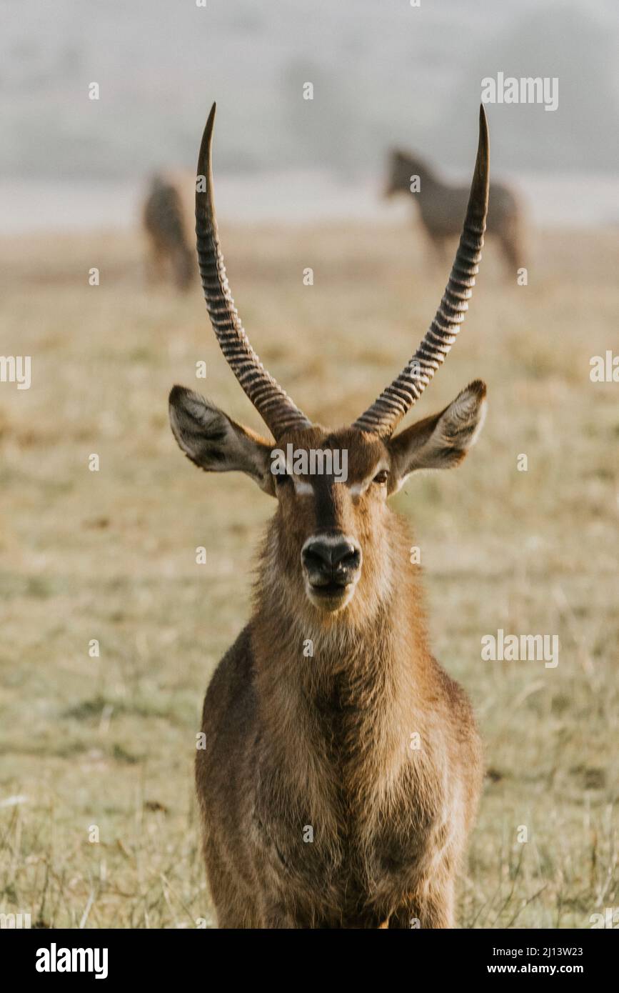 Vertical shot of a Waterbuck looking upfront Stock Photo - Alamy
