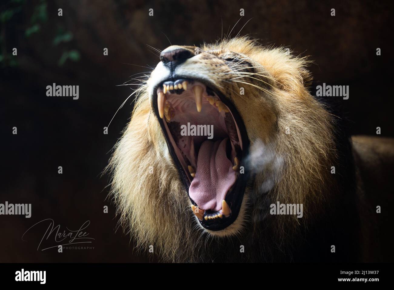 Lion open mouth fangs teeth hi-res stock photography and images - Alamy