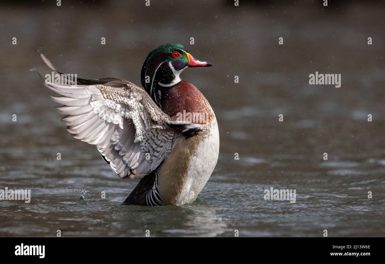 A wood duck in spring Stock Photo - Alamy