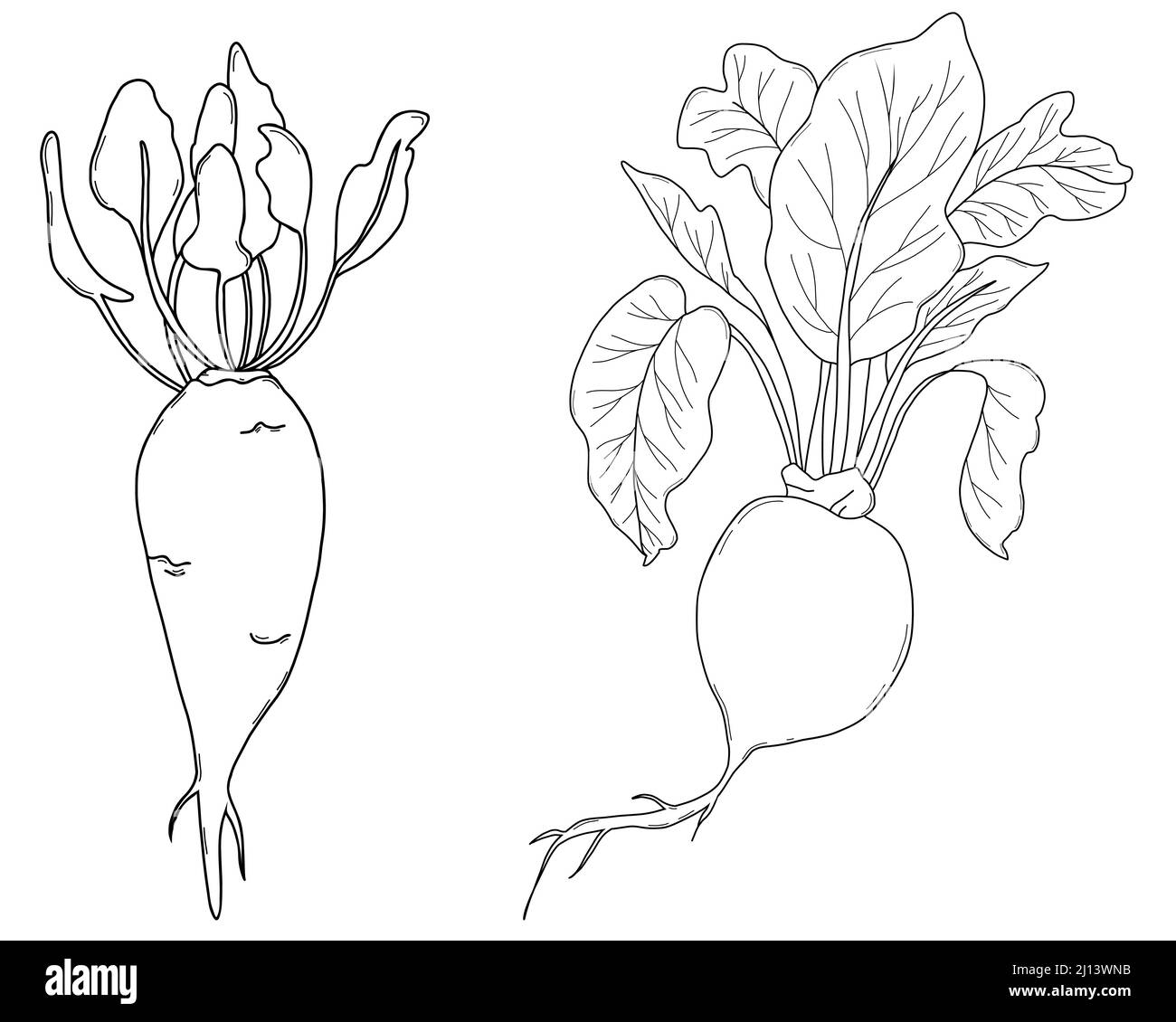 Fodder radish Stock Vector Images - Alamy
