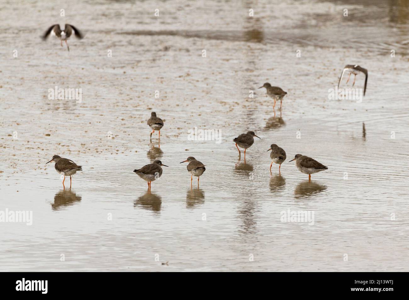 Pale ring around the eye hi-res stock photography and images - Alamy