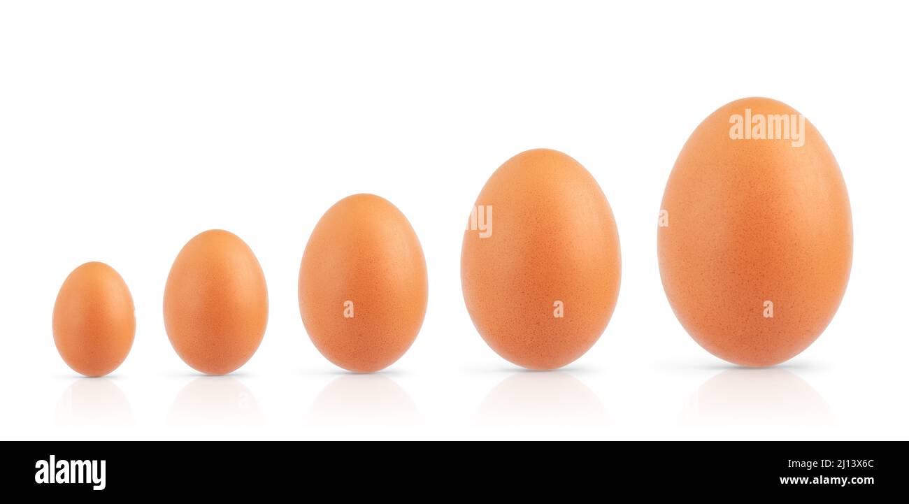 Raw of different size eggs isolated on white background Stock Photo - Alamy