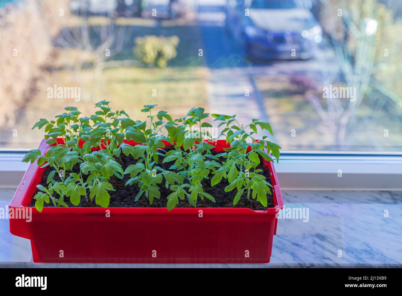 Growing tomatoes in window hi-res stock photography and images - Alamy