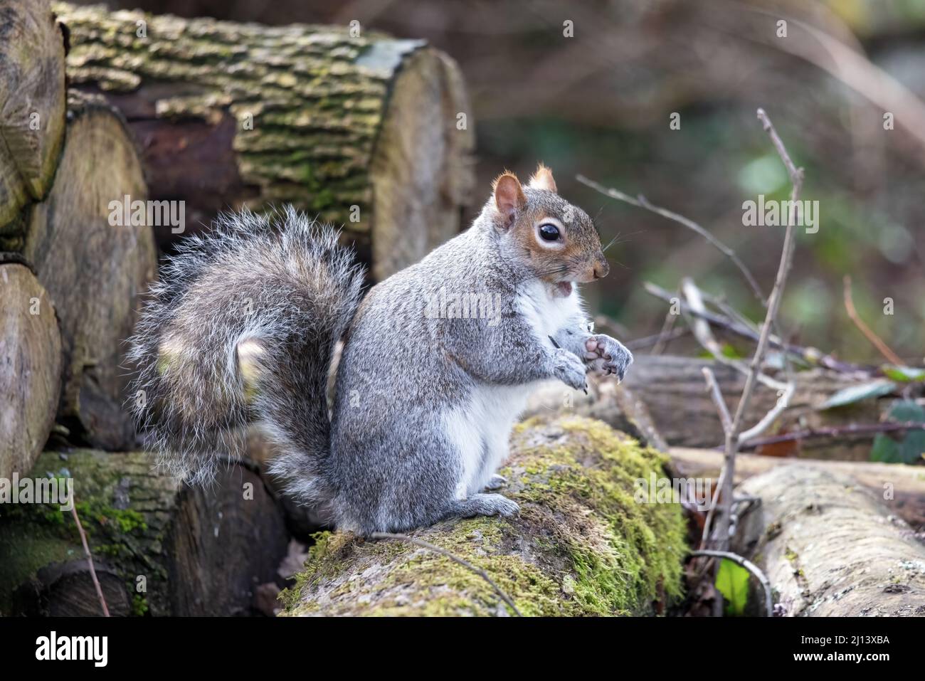Dead grey squirrel hi-res stock photography and images - Alamy