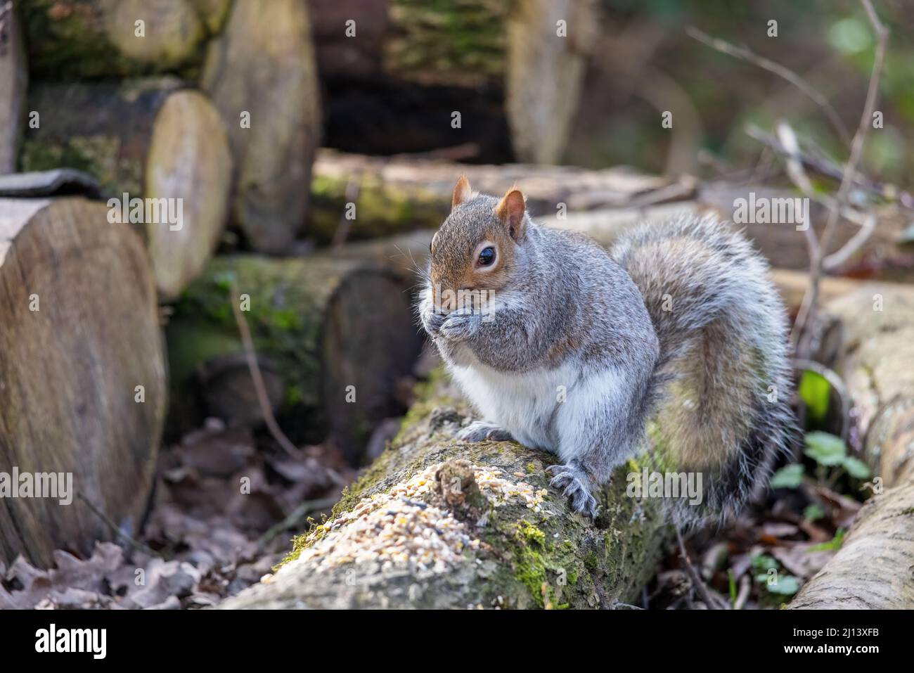 Grey Squirrel eating seed off a dead tree Stock Photo - Alamy