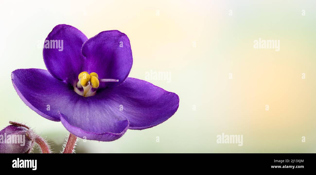 African violet flower hi-res stock photography and images - Alamy