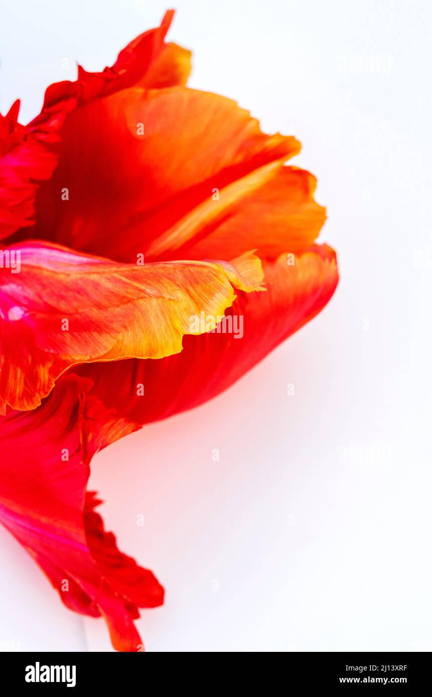 Single parrot tulip on white background Stock Photo - Alamy