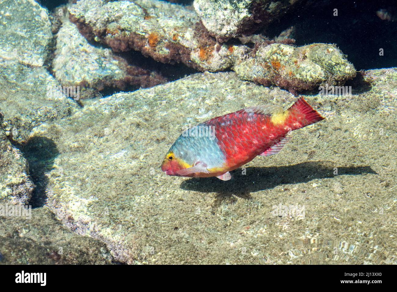 Veja fish endemic in the Canary Islands Stock Photo - Alamy