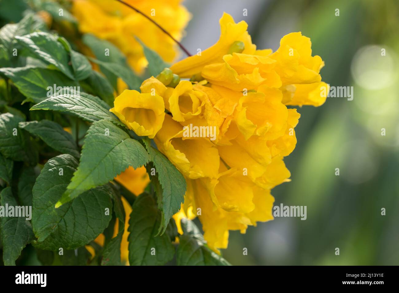 Tecoma shrub hi-res stock photography and images - Alamy