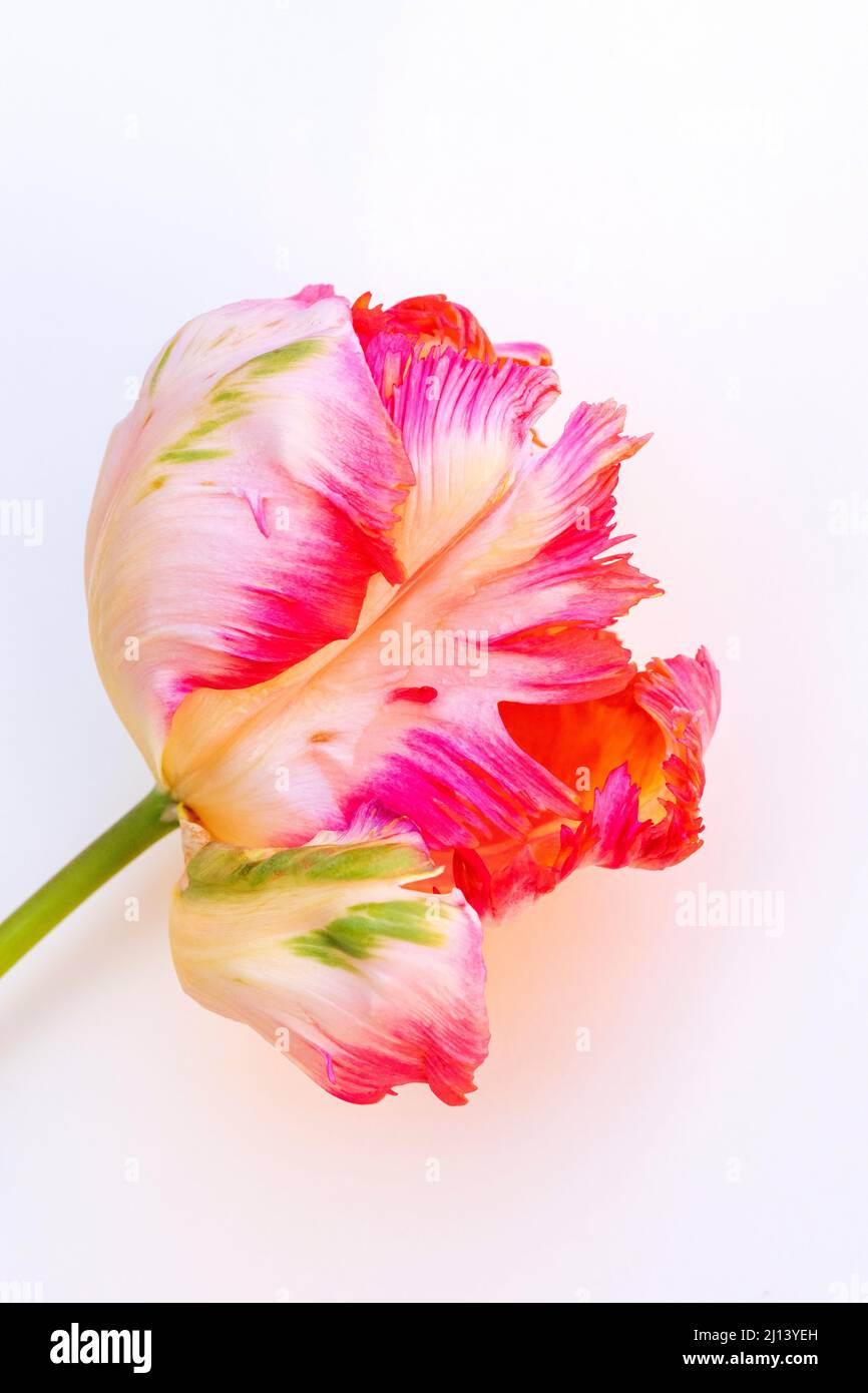 Parrot tulip green wave hi-res stock photography and images - Alamy