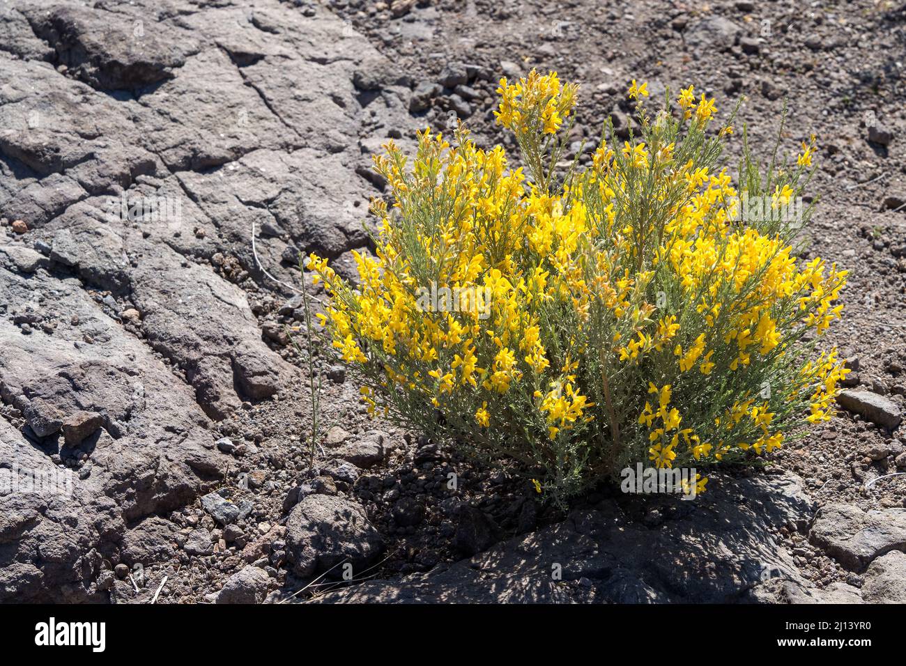 Base broom hi-res stock photography and images - Alamy