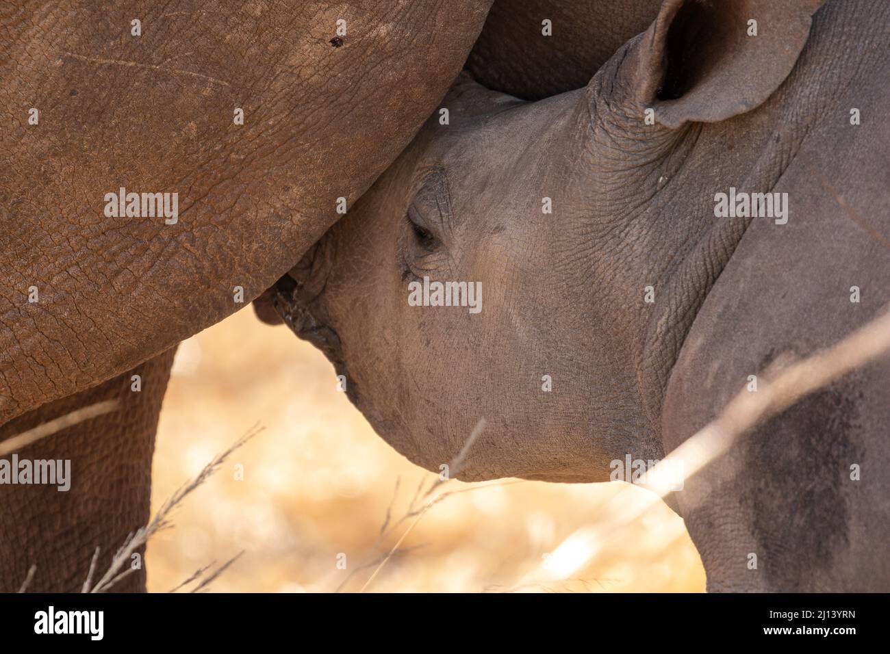 Baby rhino suckling hi-res stock photography and images - Alamy