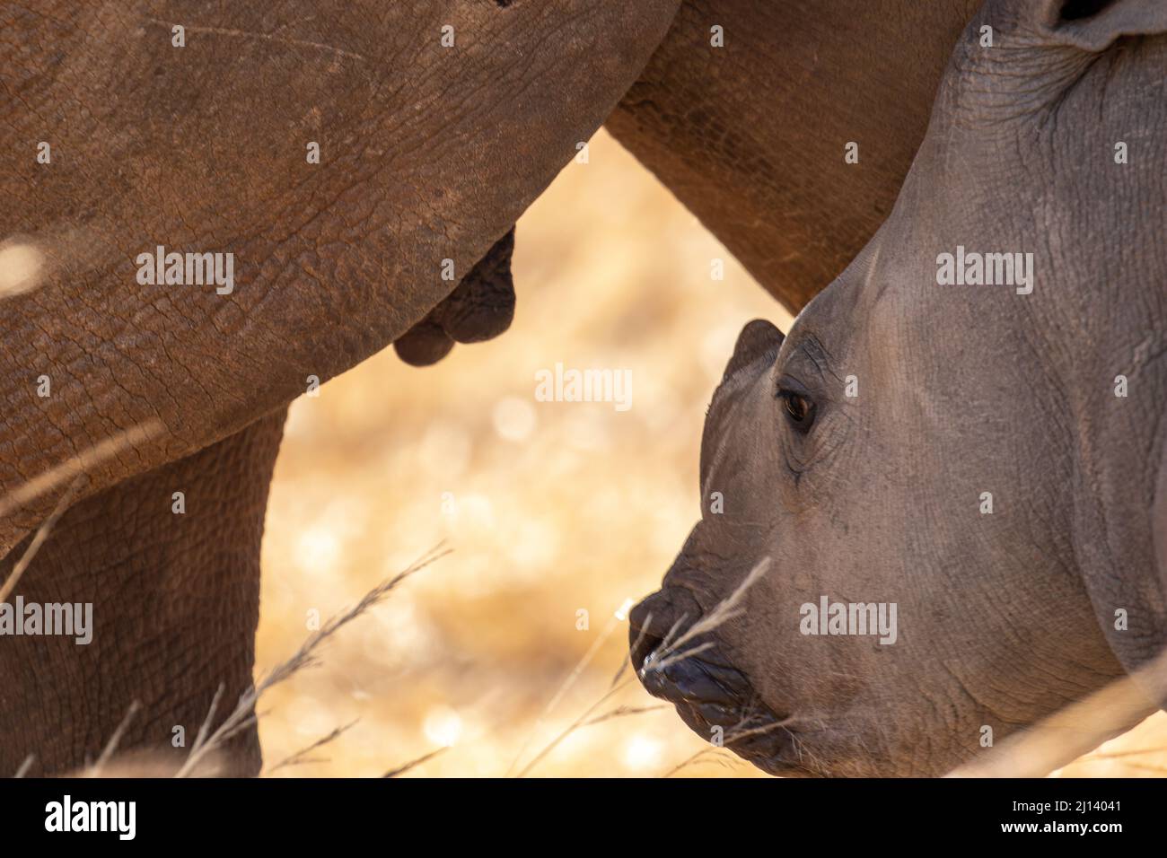 Baby rhino suckling hi-res stock photography and images - Alamy