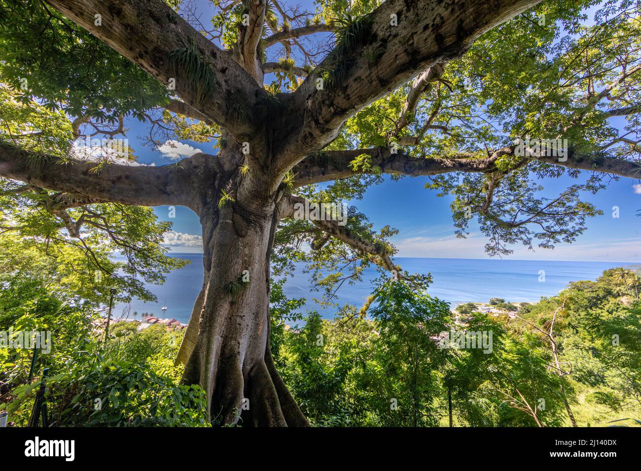 Saint-Pierre, Martinique, FWI - The Fromager tree over the city Stock ...