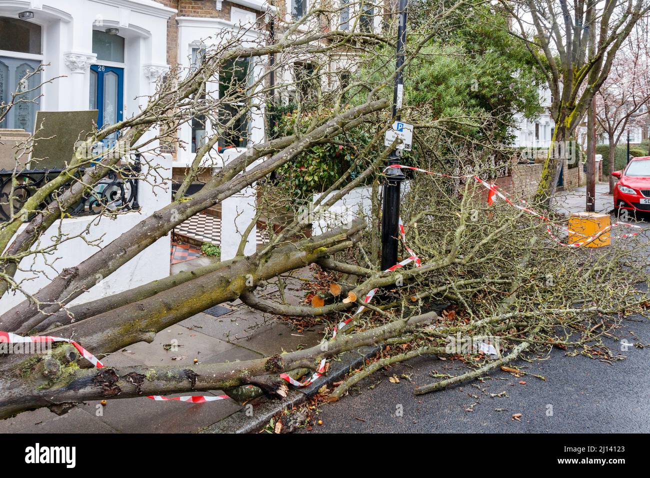 A fallen tree in a North London street. Extensive damage and several ...