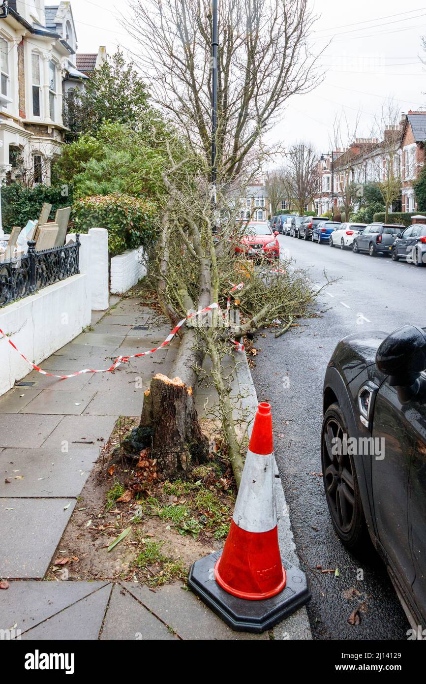 A fallen tree in a North London street. Extensive damage and several ...
