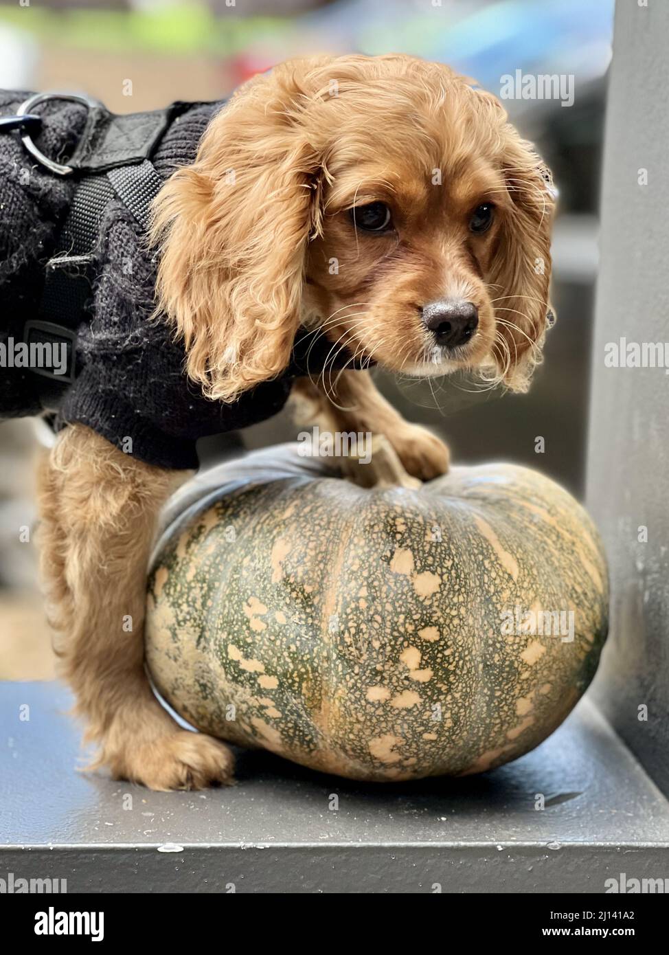 Closeup of an adorable fluffy brown cavoodle puppy wearing a blouse ...