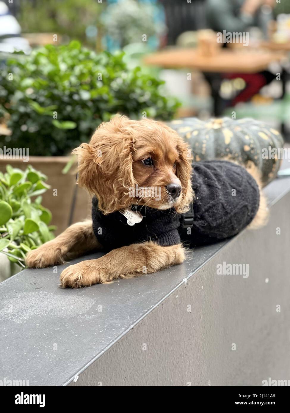 Cute cavoodle hi-res stock photography and images - Alamy