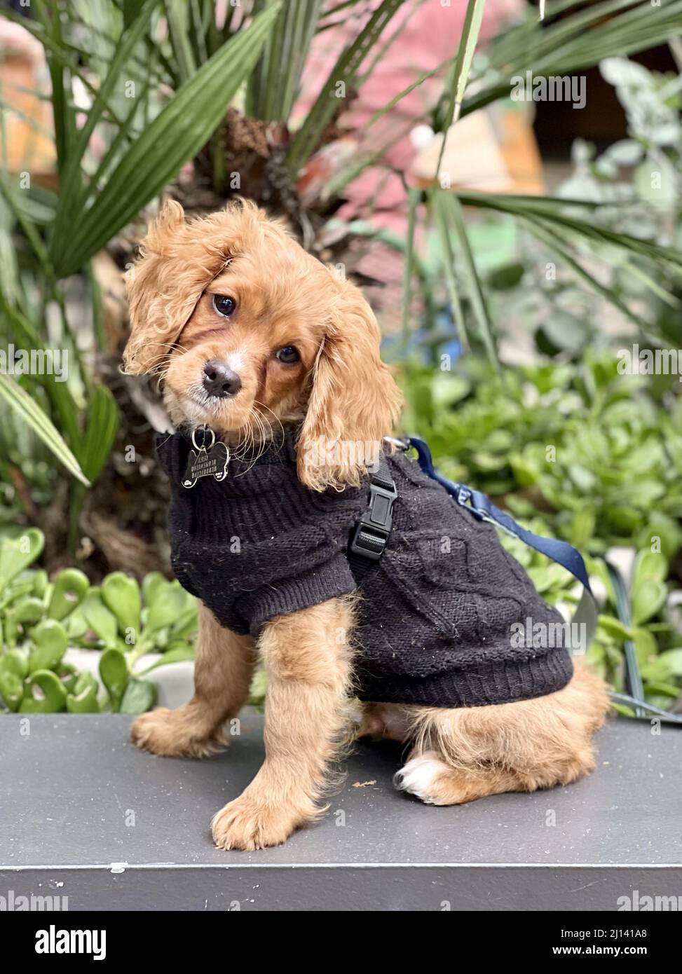 Closeup of an adorable fluffy brown cavoodle puppy wearing a blouse ...