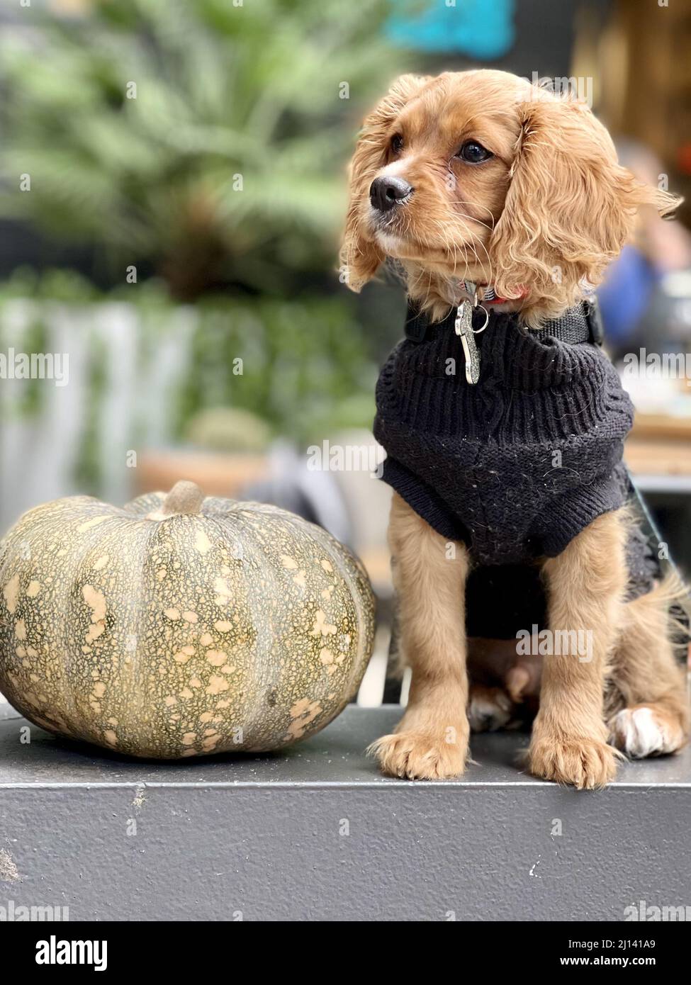 Closeup of an adorable brown cavoodle puppy wearing a blouse sitting on ...