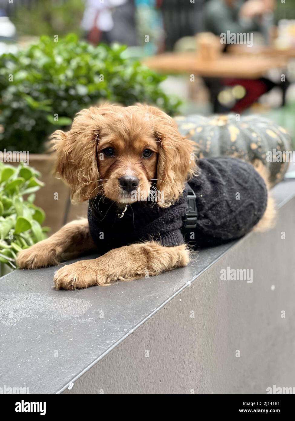 Closeup of an adorable fluffy brown cavoodle puppy wearing a blouse ...