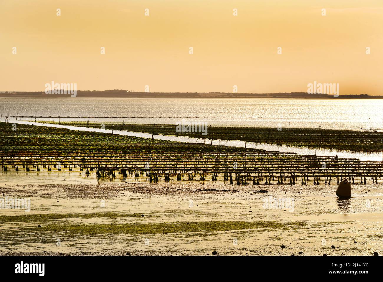 Oyster Beds, Whitstable Beach, Kent, England Stock Photo - Alamy