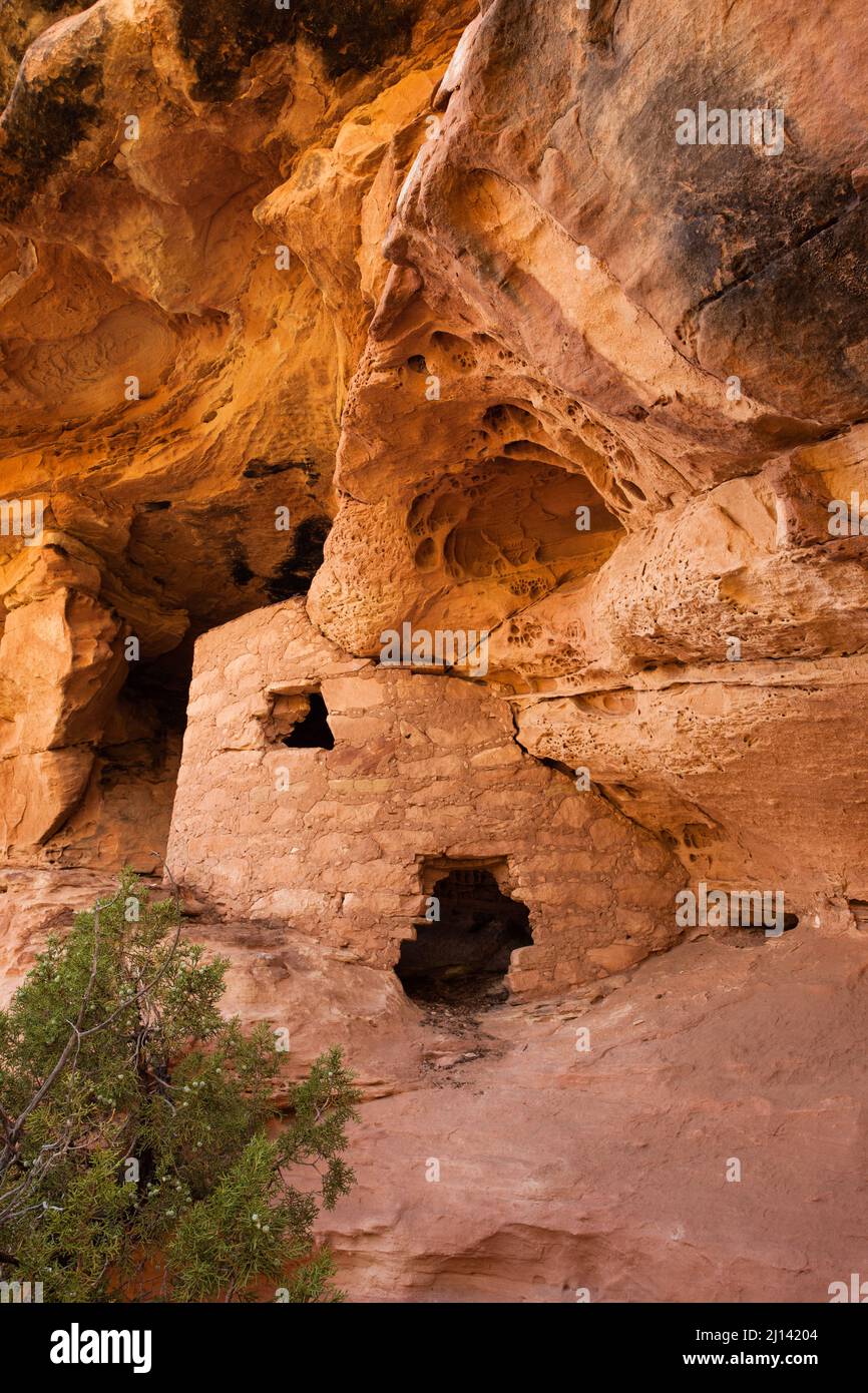 The Lace Rock Ruin is a 1000-year old Ancestral Puebloan cliff dwelling ...