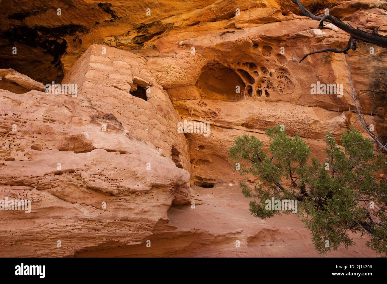 The Lace Rock Ruin is a 1000-year old Ancestral Puebloan cliff dwelling ...