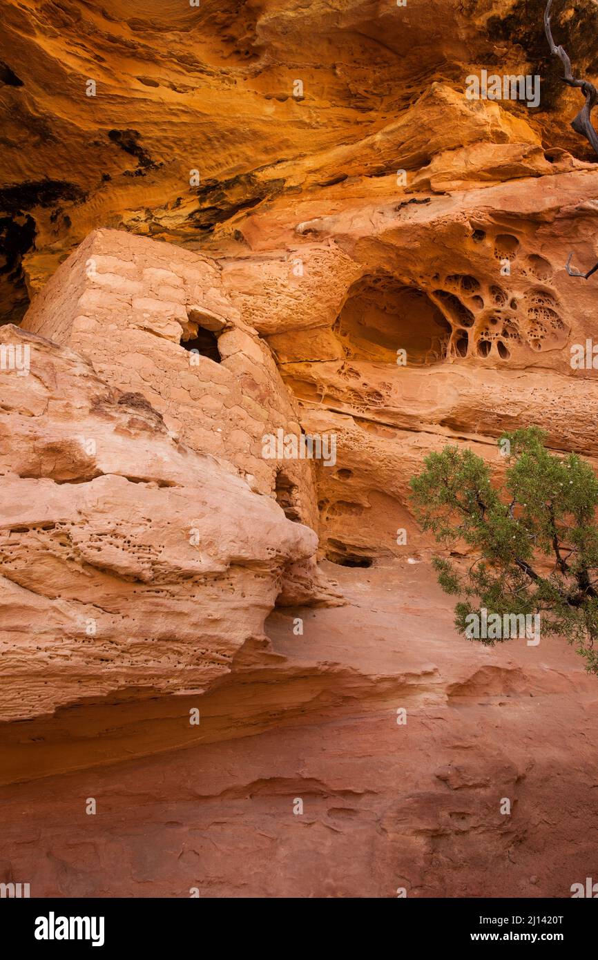 The Lace Rock Ruin is a 1000-year old Ancestral Puebloan cliff dwelling ...