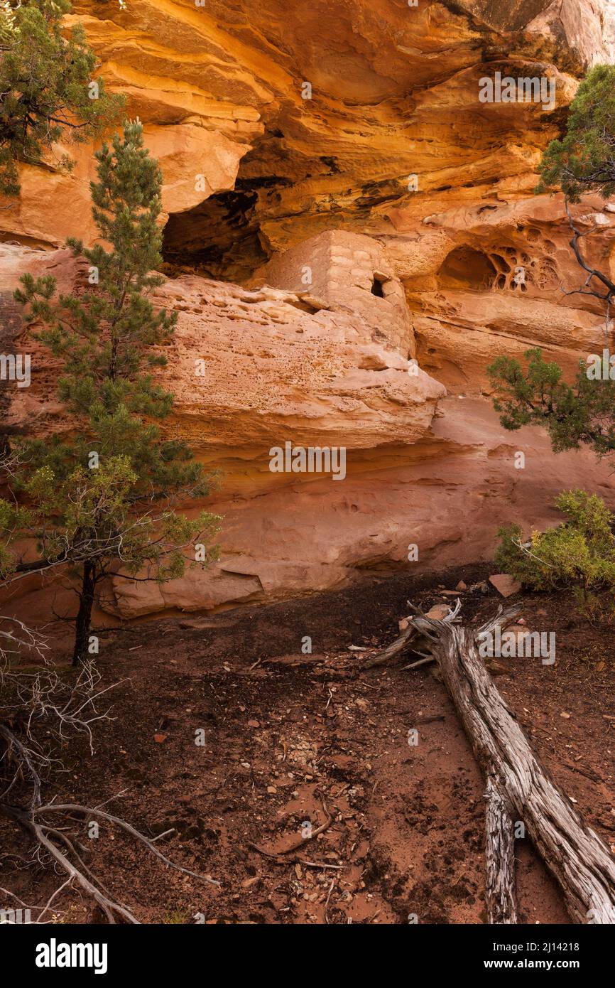 The Lace Rock Ruin is a 1000-year old Ancestral Puebloan cliff dwelling ...