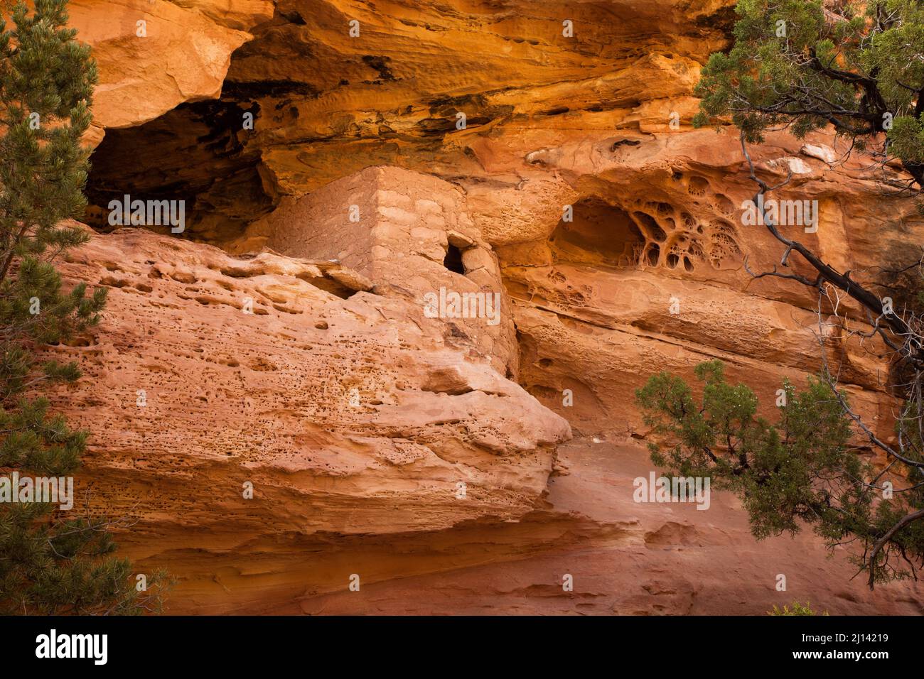 The Lace Rock Ruin is a 1000-year old Ancestral Puebloan cliff dwelling ...