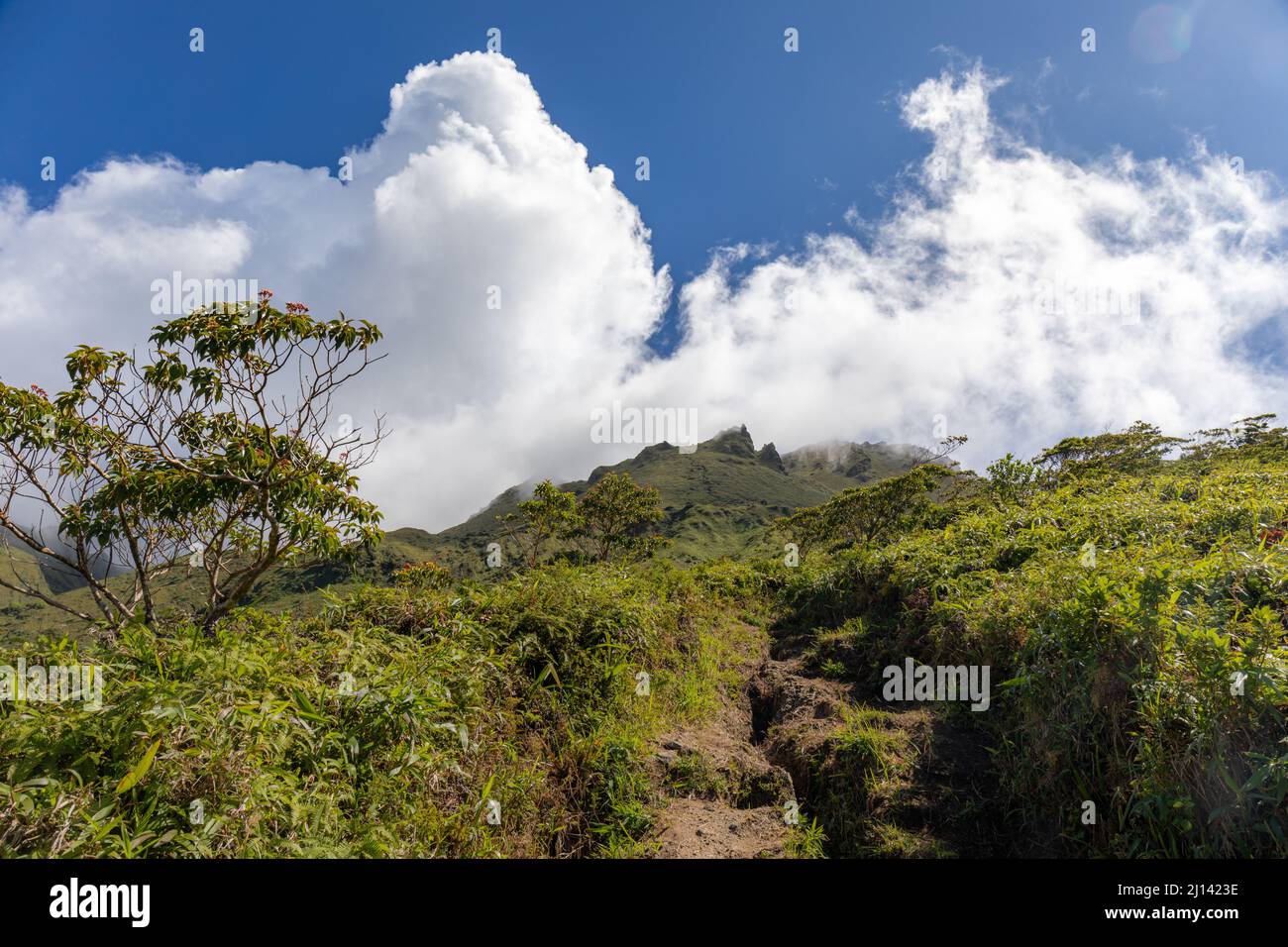 Hike to the top of Mount Pelee, Martinique, French Antilles Stock Photo ...