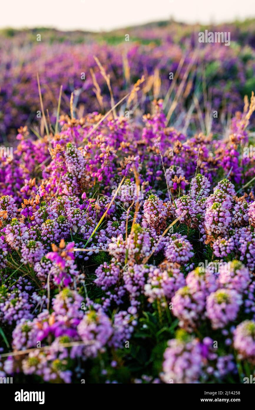 Purple heather growing in bushes over a whole hill in the warm evening ...