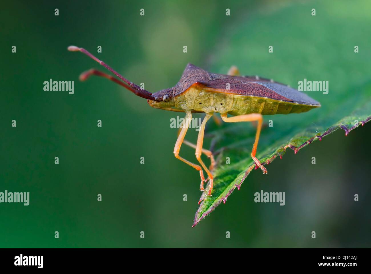 Box Bug - Gonocerus acuteangulatus, common beautiful bug from European ...