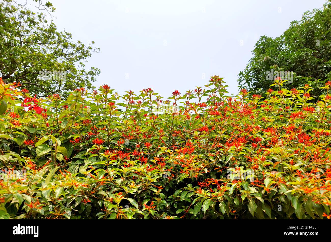 Beautiful red flowering plants in the garden Stock Photo - Alamy