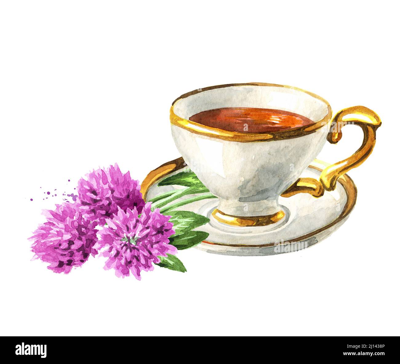 Herbal tea with fresh Red pink field clover flowers. Hand drawn ...