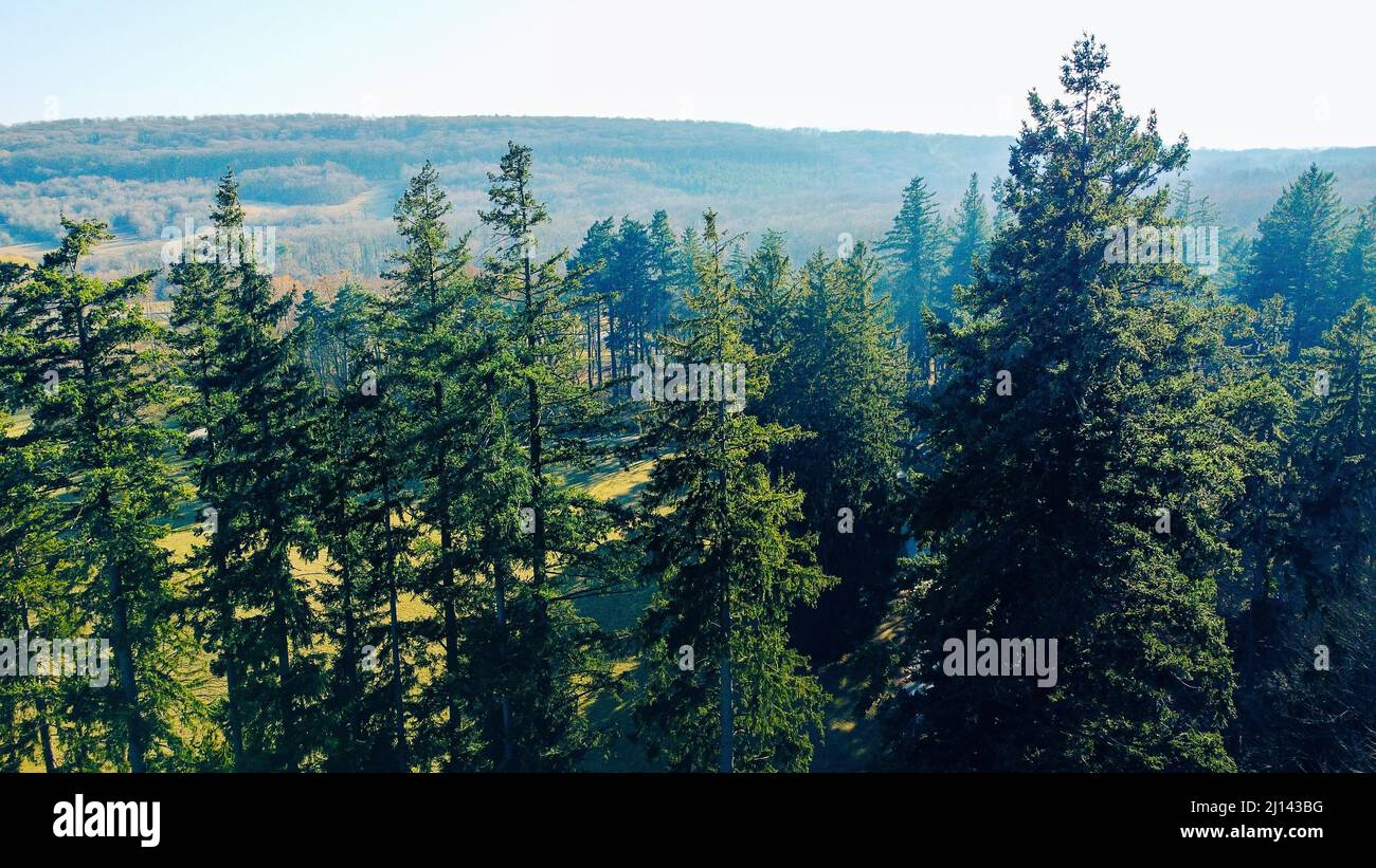 Birds eye view of forest Stock Photo - Alamy
