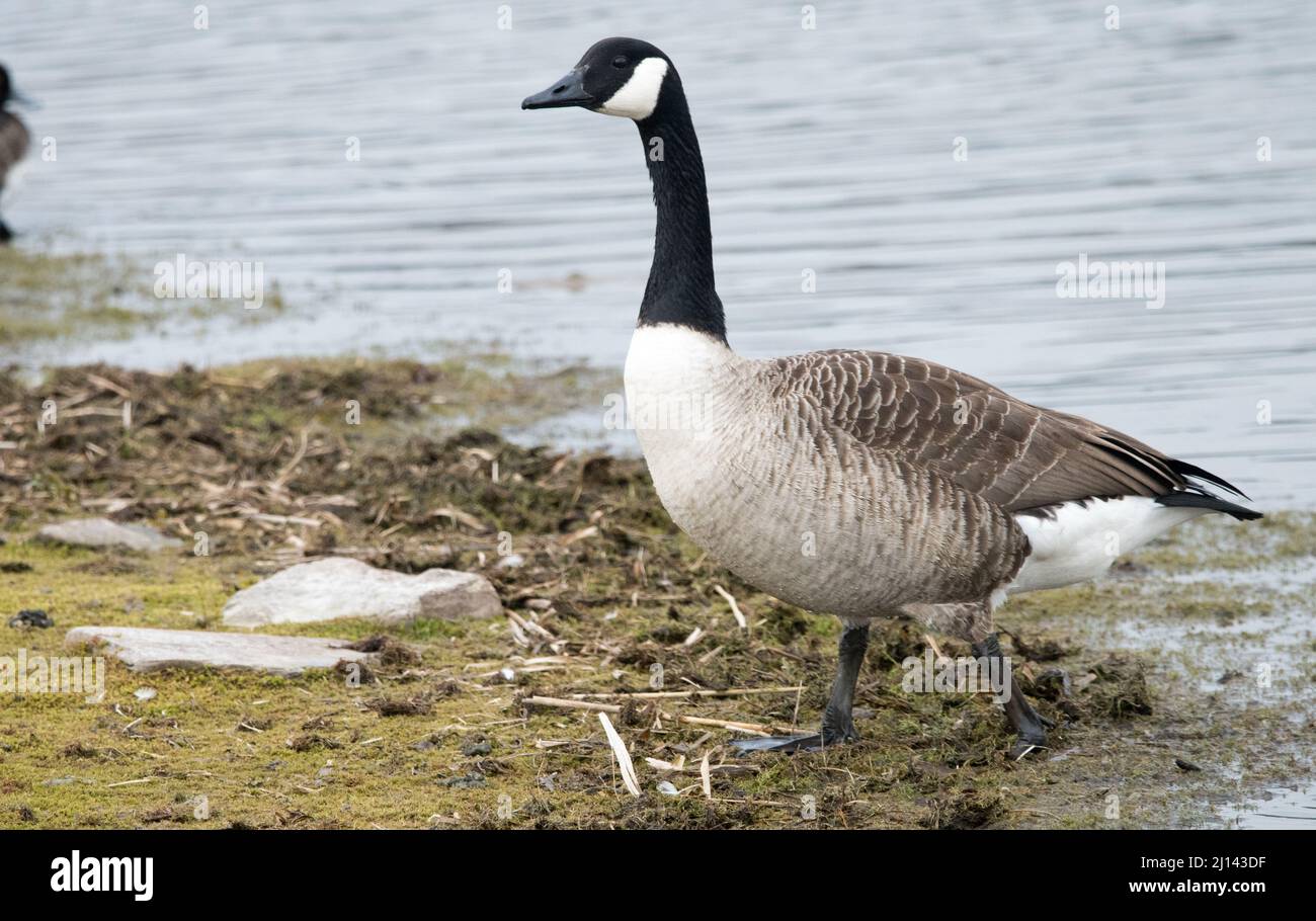 Large native goose species hi-res stock photography and images - Alamy