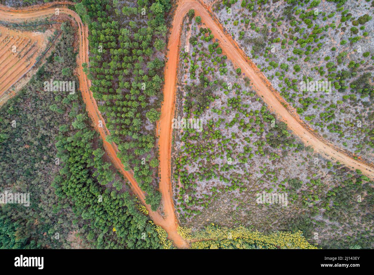 drone aerial view of a curvy forest track in a pine-planted mountain ...