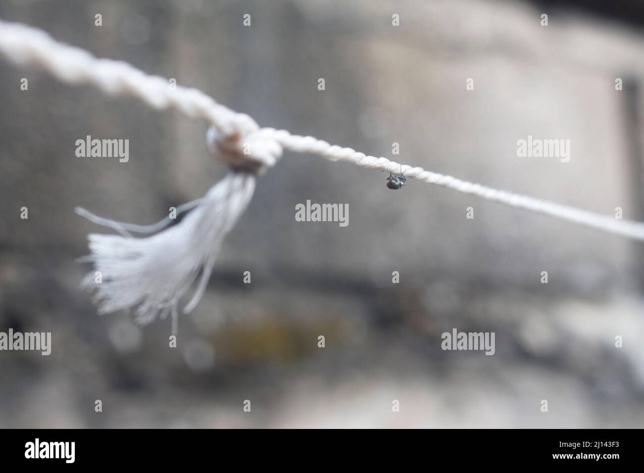 A house fly restig on a rope with a flared knot Stock Photo - Alamy