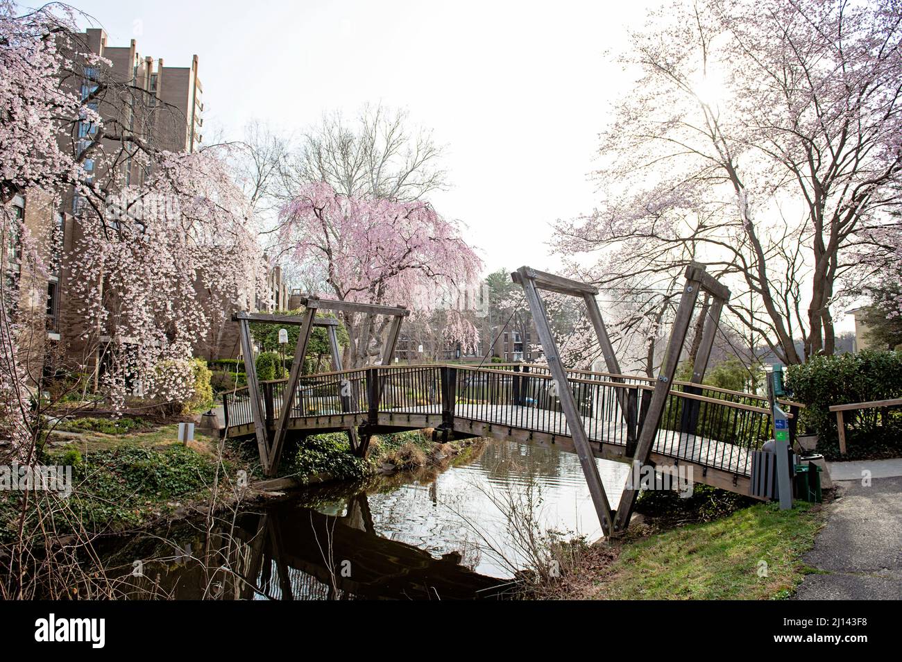 Cherry Blossoms at Lake Anne "Van Gogh" Bridge in Reston, Virginia ...