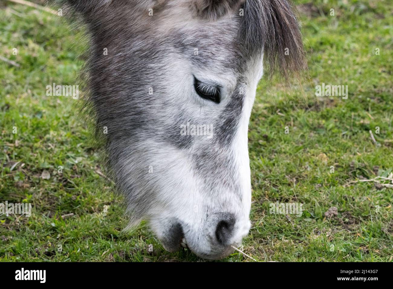 Head pony hi-res stock photography and images - Alamy