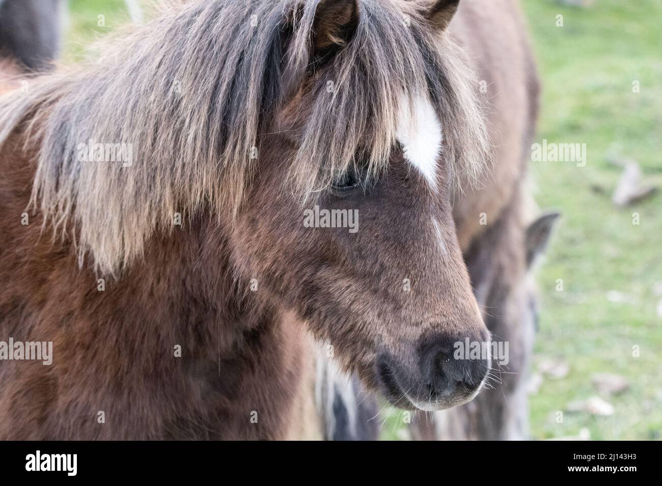 Head pony hi-res stock photography and images - Alamy