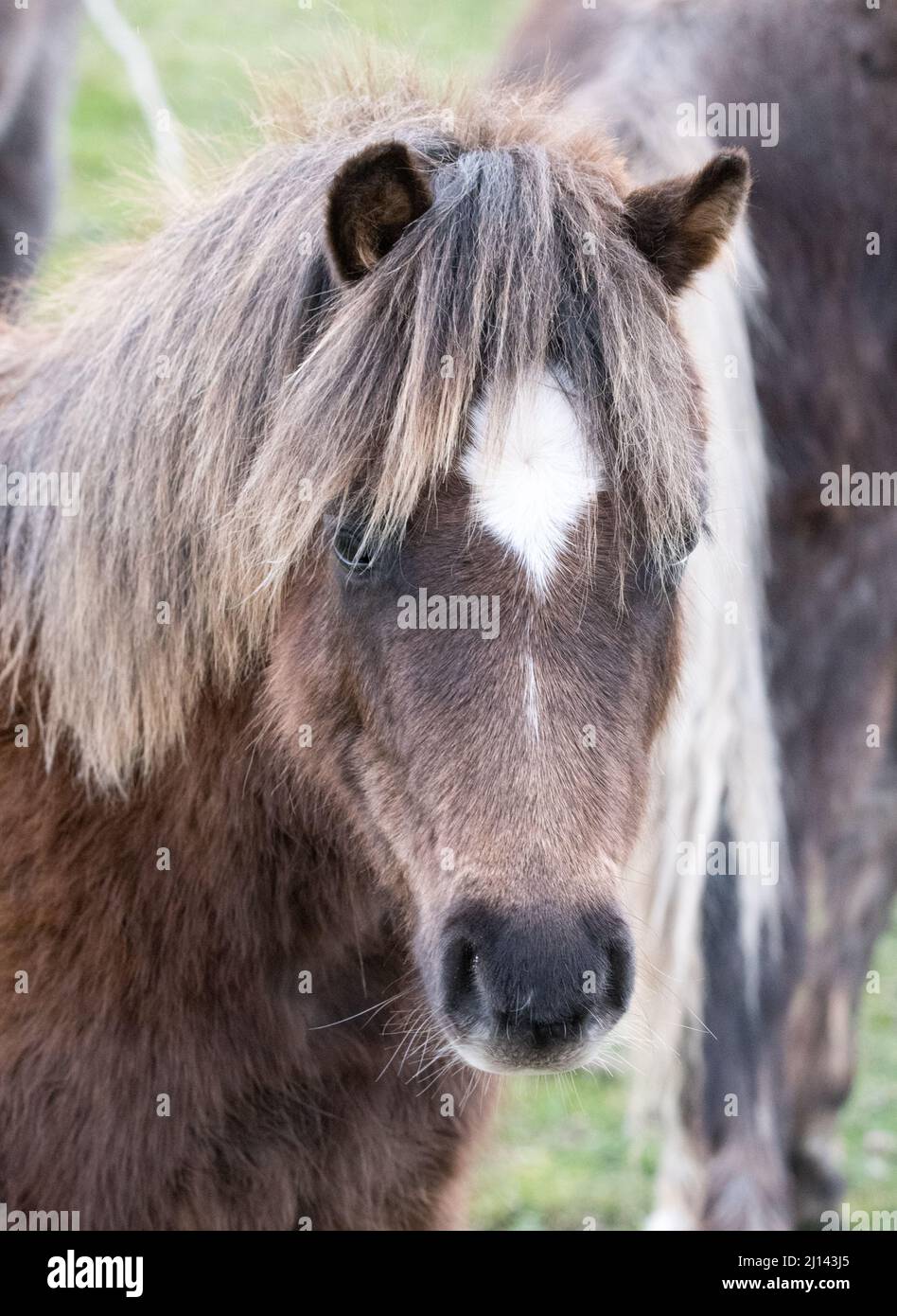 Carneddau pony close up hi-res stock photography and images - Alamy