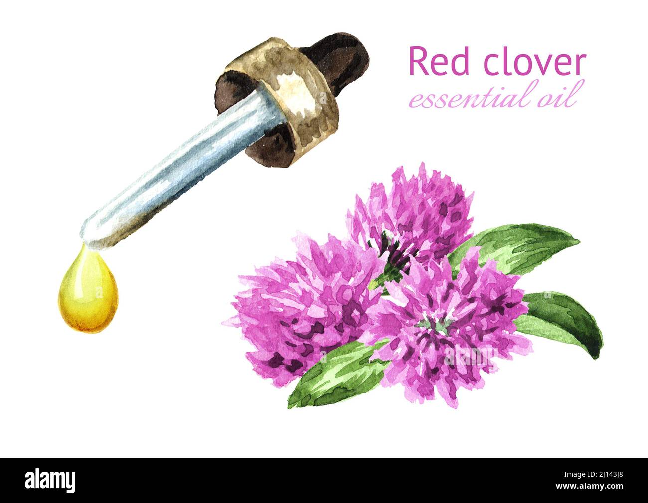 Red pink field clover essential oil, Hand drawn watercolor illustration ...