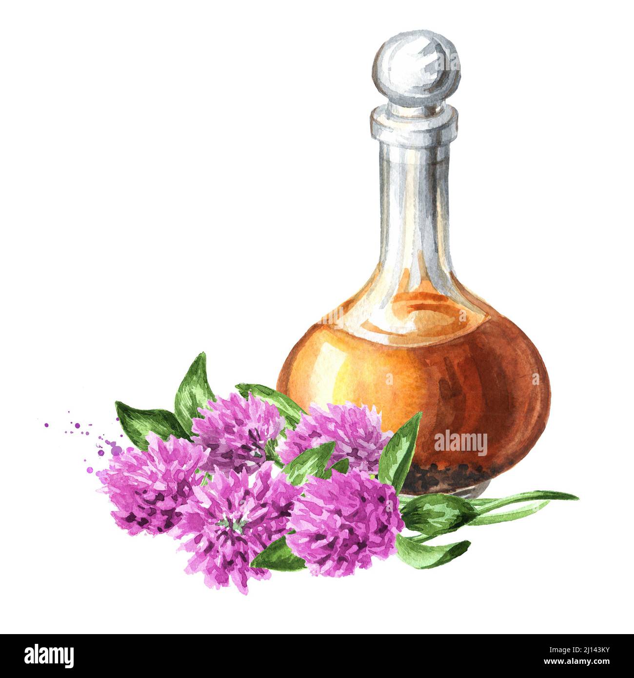 Red pink field clover homemade tincture Hand drawn watercolor ...