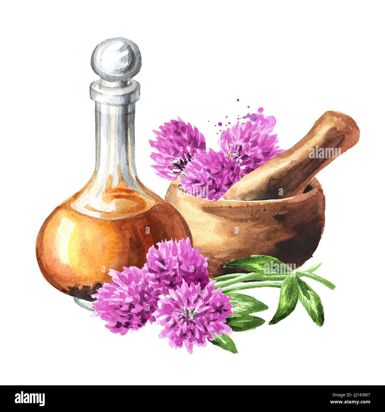 Red pink field clover homemade tincture Hand drawn watercolor ...