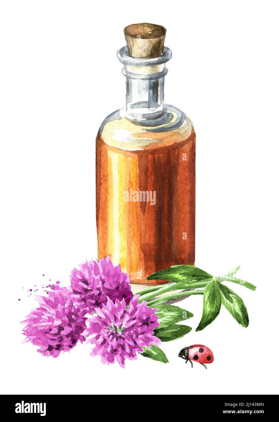 Red pink field clover homemade tincture, Hand drawn watercolor ...