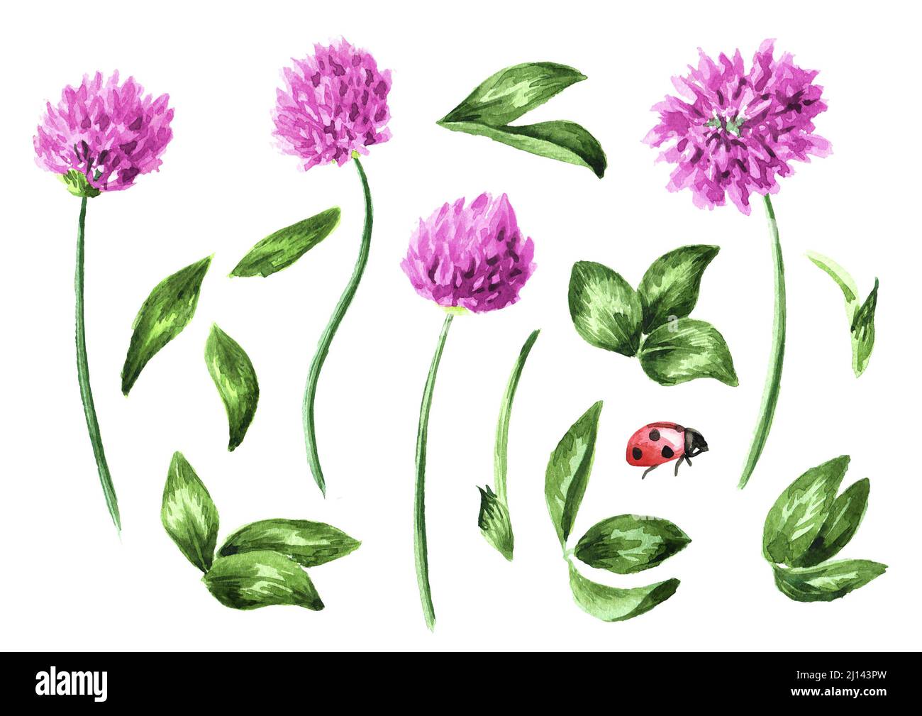 Red pink field clover plant, flowers and leaves elements set, Hand ...